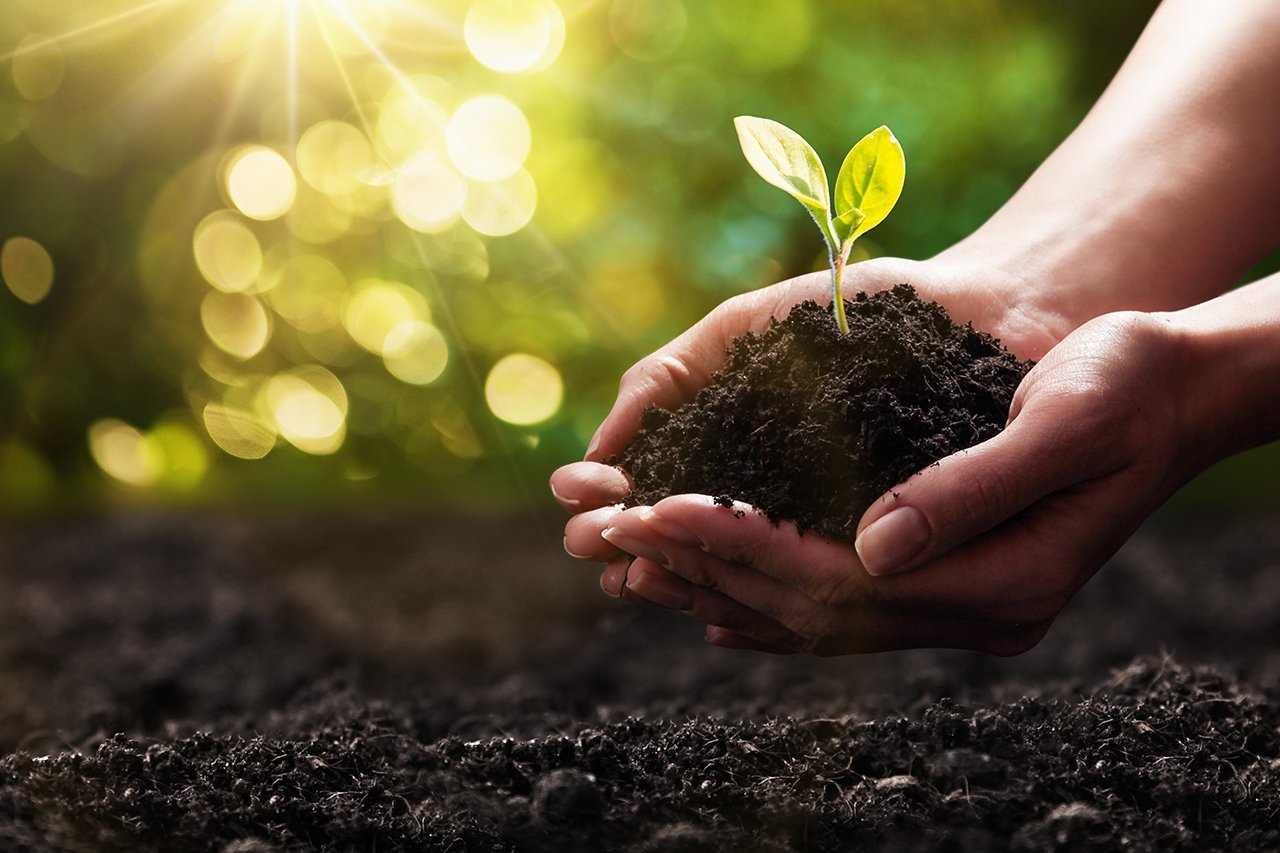 The Transformative Power of Biotech Seeds in Modern Agriculture The Transformative Power of Biotech Seeds in Modern Agriculture